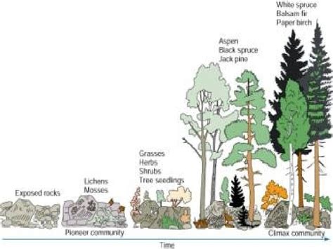 Ch How Ecosystems Change Ecological Succession The