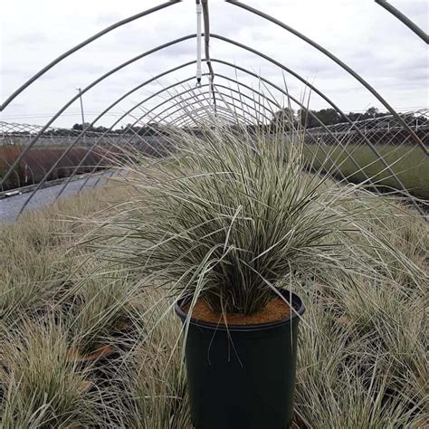 Overdam Variegated Feather Reed Grass Grown By Overdevest