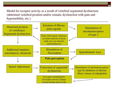 Ppt Neurology Of The Upper Cervical Subluxation Powerpoint