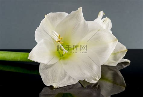 白孤挺花高清摄影大图 千库网