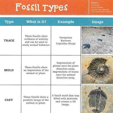 6 Types Of Fossils