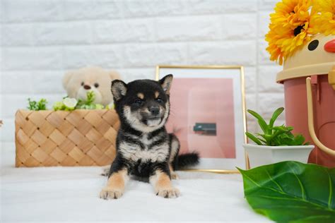 시바이누분양 사랑스러운 애기 강아지 둥둥이 웰시코기분양 프렌치불독분양 보스턴테리어분양 이탈리안그레이하운드분양 베들링턴테리어분양 셔틀랜드쉽독분양 코카스파니엘분양 퍼그분양