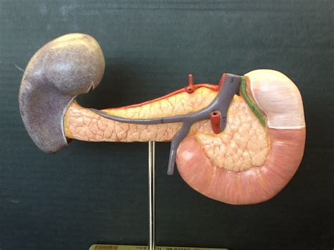 Posterior Pancreas 2 Diagram Quizlet