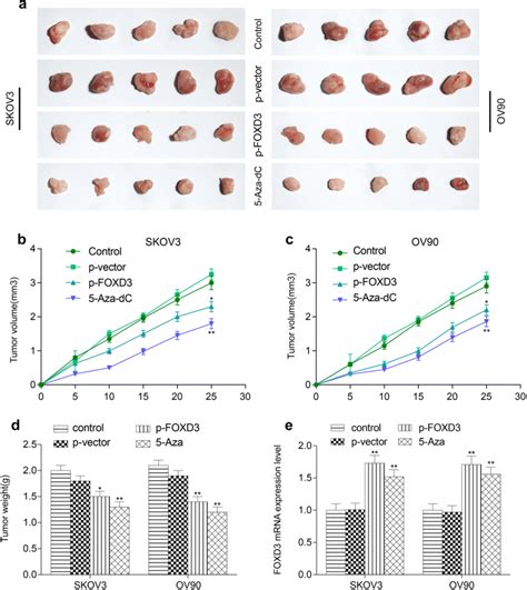 Restored Expression Of Foxd3 Inhibits The Growth Of Xenograft Tumors A