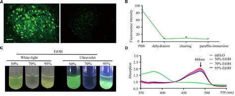 Frontiers Maintenance Of Fluorescence During Paraffin Embedding Of
