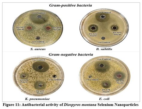 Biogenic Synthesis Of Selenium Nanoparticles Using Diospyros Montana Bark Extract