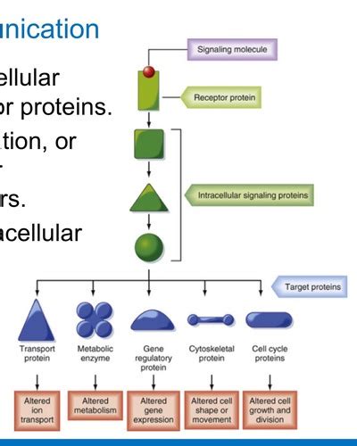 Signal Transduction Flashcards Quizlet
