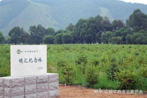 林业碳汇项目市场潜在价值为2802亿 4691亿元 知乎