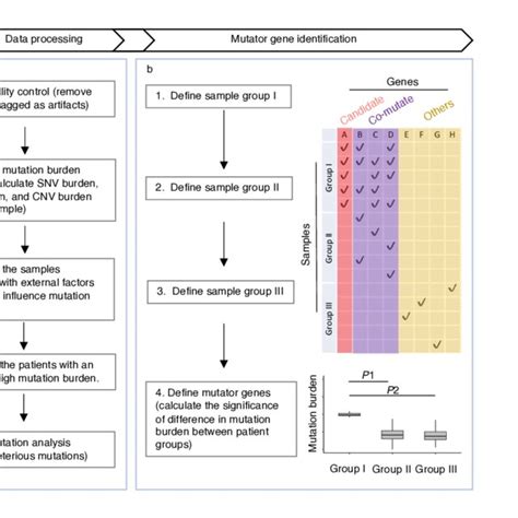 The Mutagene Pipeline To Identify Mutator Genes Download Scientific Diagram