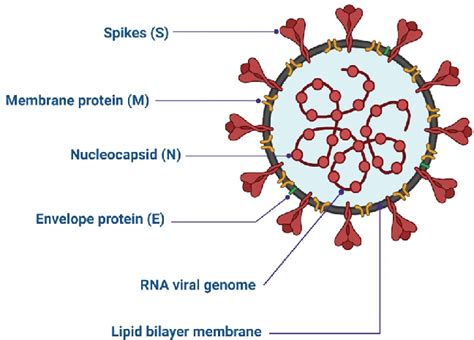 Structure Of Sars Cov 2 Download Scientific Diagram