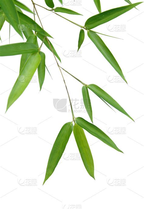 叶子 竹 自然 垂直画幅 绿色 无人 嫩枝 白色背景 背景分离 植物