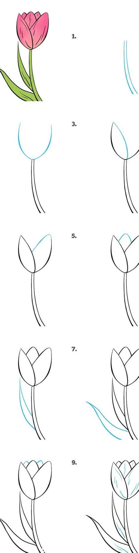 عکس گل لاله نقاشی