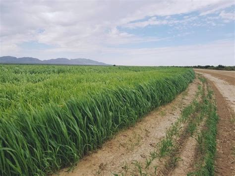 Sudan Grass Hay
