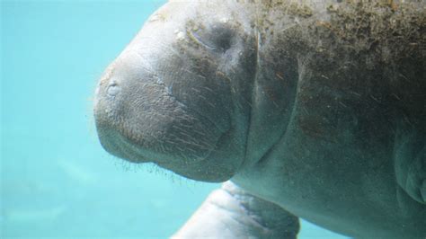 Time Running Out To Save The Manatees Effort Launched To Classify Them