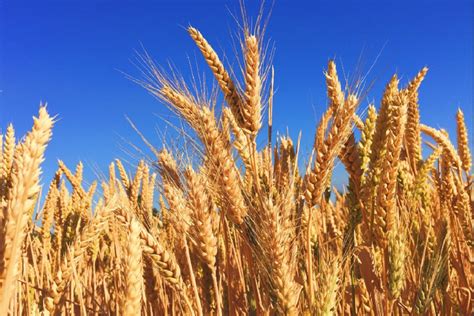 Drone Rusia Hantam Pelabuhan Ukraina Harga Gandum Dan Jagung Melonjak