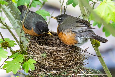 Robin Nest Inside The Robins Nest
