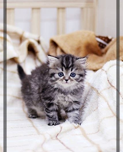 페르시안친칠라 분양 전 알아야 할 특징 및 성격 아이퍼피 인천강아지분양 고양이분양