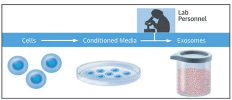 Conditioned Medium Vs Exosome Pt Prodia Stemcell Indonesia
