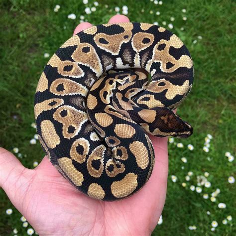 Splatter Ball Python Traits Morphpedia