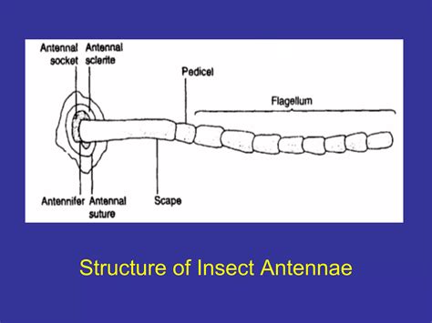 Structure And Modifications Of Antennae Pdf