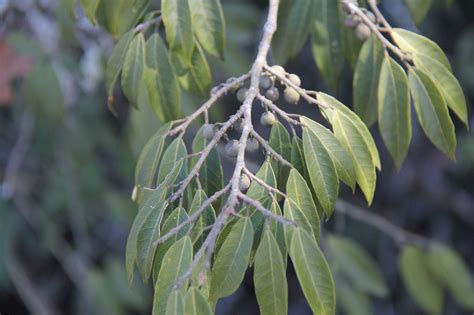 庆元植物1285 桑科 榕属 白背爬藤榕 生物