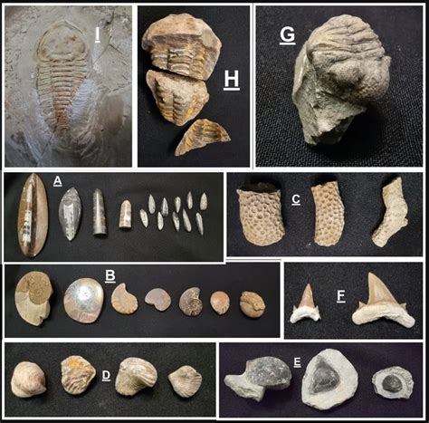 Lot Of 36 Fossils On Original Matrix Trilobites 3 Catawiki