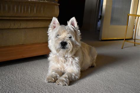 머리를 감고 카메라를 바라보는 아름다운 하얀 개가 거실의 카펫 위에 누워 있다 행복하고 귀여운 웨스트 하이랜드 화이트 테리어 개 0명에 대한 스톡 사진 및 기타 이미지