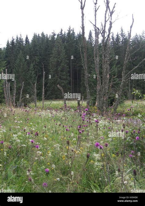 The Title Refers To A Specific Html Or Digital Document With A Unique Identifier Related To