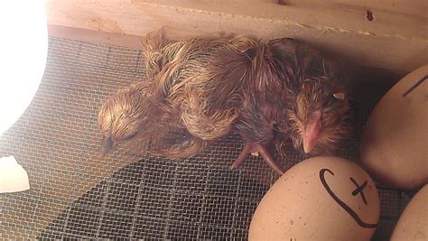 Step By Step Guide To ASSISTED Hatching BackYard Chickens Learn How To Raise Chickens