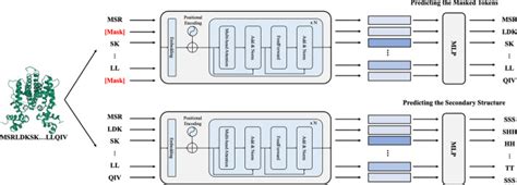 Aptatrans A Deep Neural Network For Predicting Aptamer Protein Interaction Using Pretrained