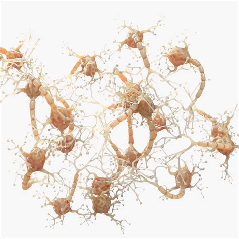 人体神经元3d模型