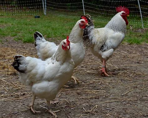 Delaware Chickens Breed Profile Facts And Care