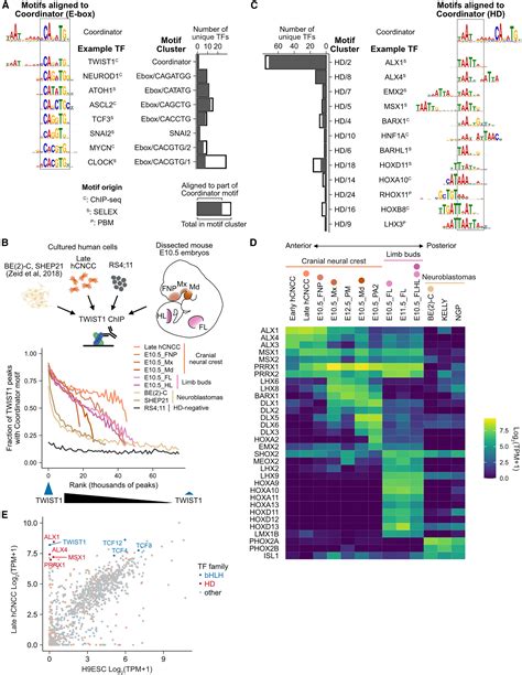 Dna Guided Transcription Factor Cooperativity Shapes Face And Limb Mesenchyme Cell