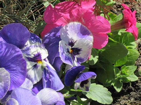 Обои Цветы Разные вместе обои для рабочего стола фотографии цветы разные вместе апрель