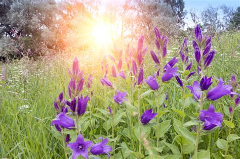 화창한 여름날 초원에 피어 나는 거 대 한 도라지 캄 파 눌 라 Latiflia 0명에 대한 스톡 사진 및 기타 이미지 0명 꽃 나무 꽃 식물 Istock
