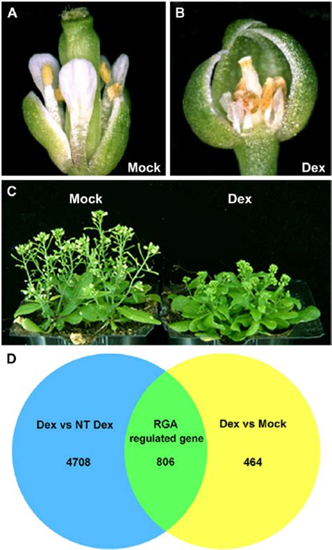 Microarray Analysis Of Rga Regulated Genes During Flower Development A