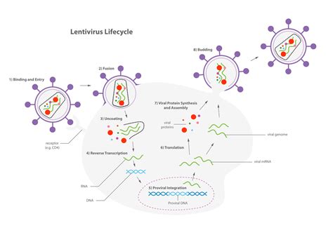 The Lentivirus System An Introduction Abm Inc