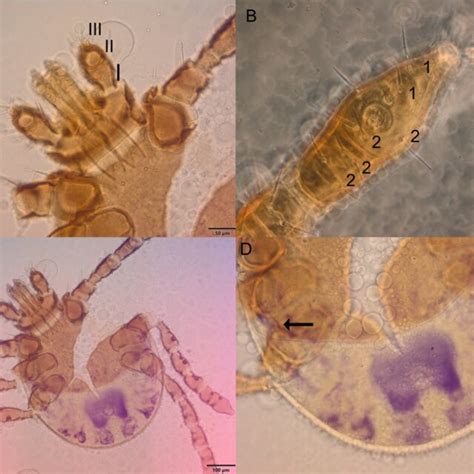 Rhipicephalus Microplus Larvae A Hexagonal Mouthparts Chelicerae