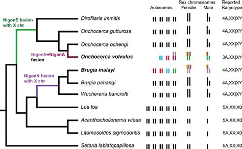 Sex Chromosome Evolution In The Filarial Nematodes Spiruromorpha