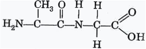 The Correct Structure Of The Dipeptide Gly Ala Is