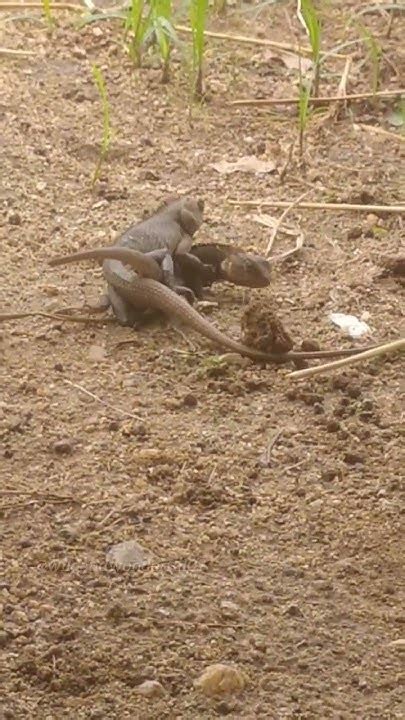 Garden Lizard Sex Monitor Lizards Mating Spiny Tailed Monitor Youtube
