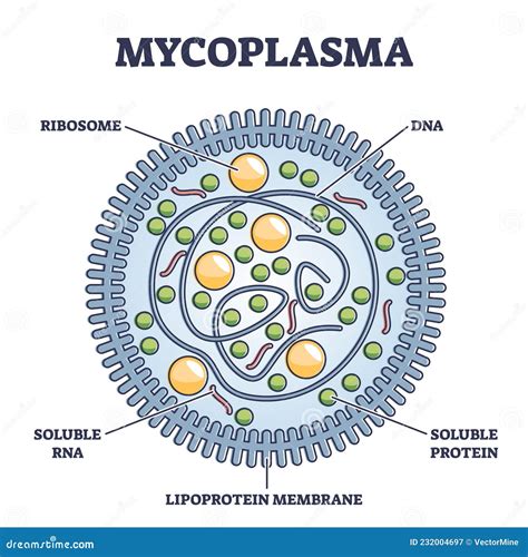 The Structure Of The Mycoplasma Infographics Vector Illustration On Isolated Background