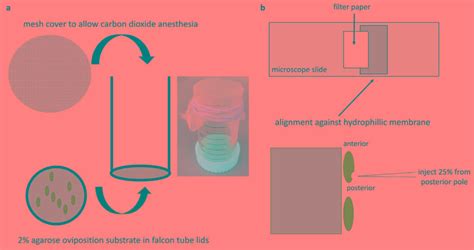 Schematic Representation Of The Key Steps In The Egg Microinjection Download Scientific Diagram
