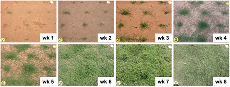 A New Method For Hybrid Bermuda Grass Cynodon Dactylon × C