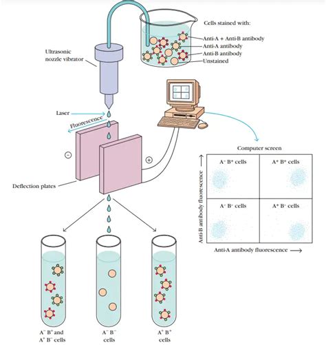 Flow Cytometry Principle Process Uses Biology Notes Online