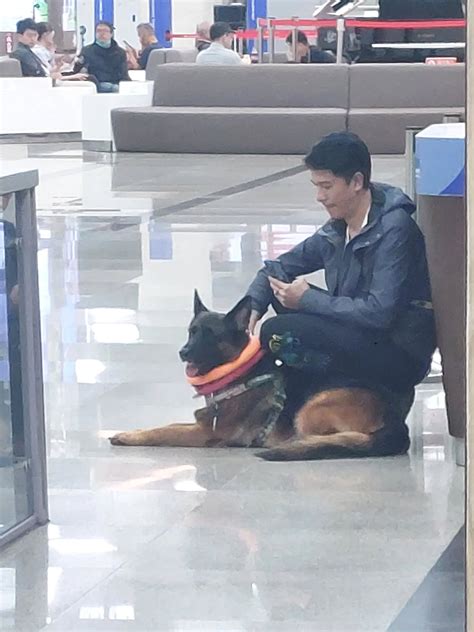 出機場時看到一隻狼犬咬著自己心愛的玩具趴在爸爸身旁邊很明顯在等人把拔也全程拿著手機等待著記錄馬麻應該是馬麻吧回國接機的那一刻這