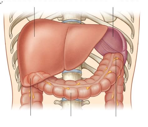Diagram Of Right And Left Colic Flexures Anatomy Cbm 102 Quizlet
