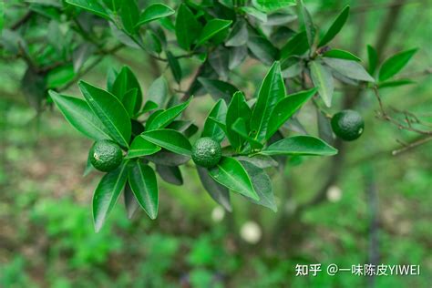 新会陈皮你了解又有多少 知乎