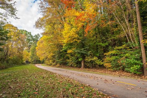 가을 가을 색 가을 시즌 가을 풍경 거친 경치 경치가 좋은 계절 계절의 변화 고요한 굴곡 도로 그림 같은 그림자 길 나무 나뭇잎 낙엽 노란 잎