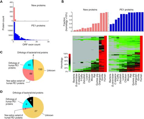 a hidden human proteome encoded by ‘non coding genes pmc